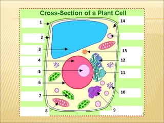 Plant Cell For 7th Grade