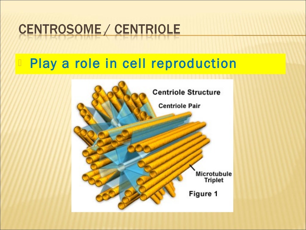 Grade 7 - Cells, Functions of Organels