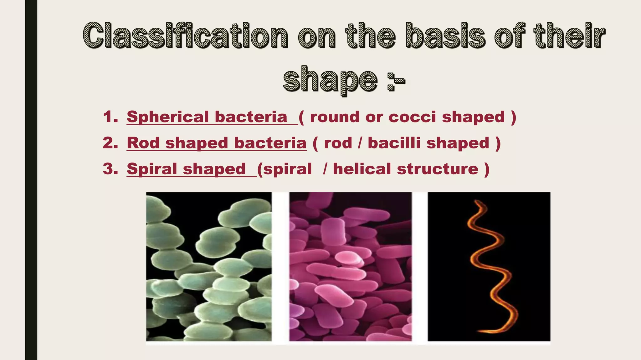 Classification of Bacteria | PPT