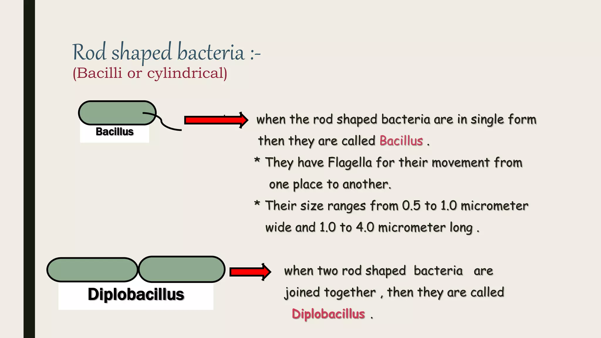 Classification of Bacteria | PPTX