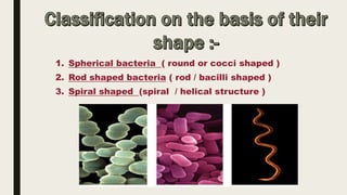 Classification of Bacteria | PPT