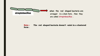 Classification of Bacteria | PPTX