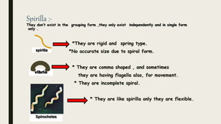 Classification of Bacteria | PPT