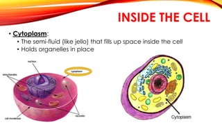Cell shape 7th | PPT
