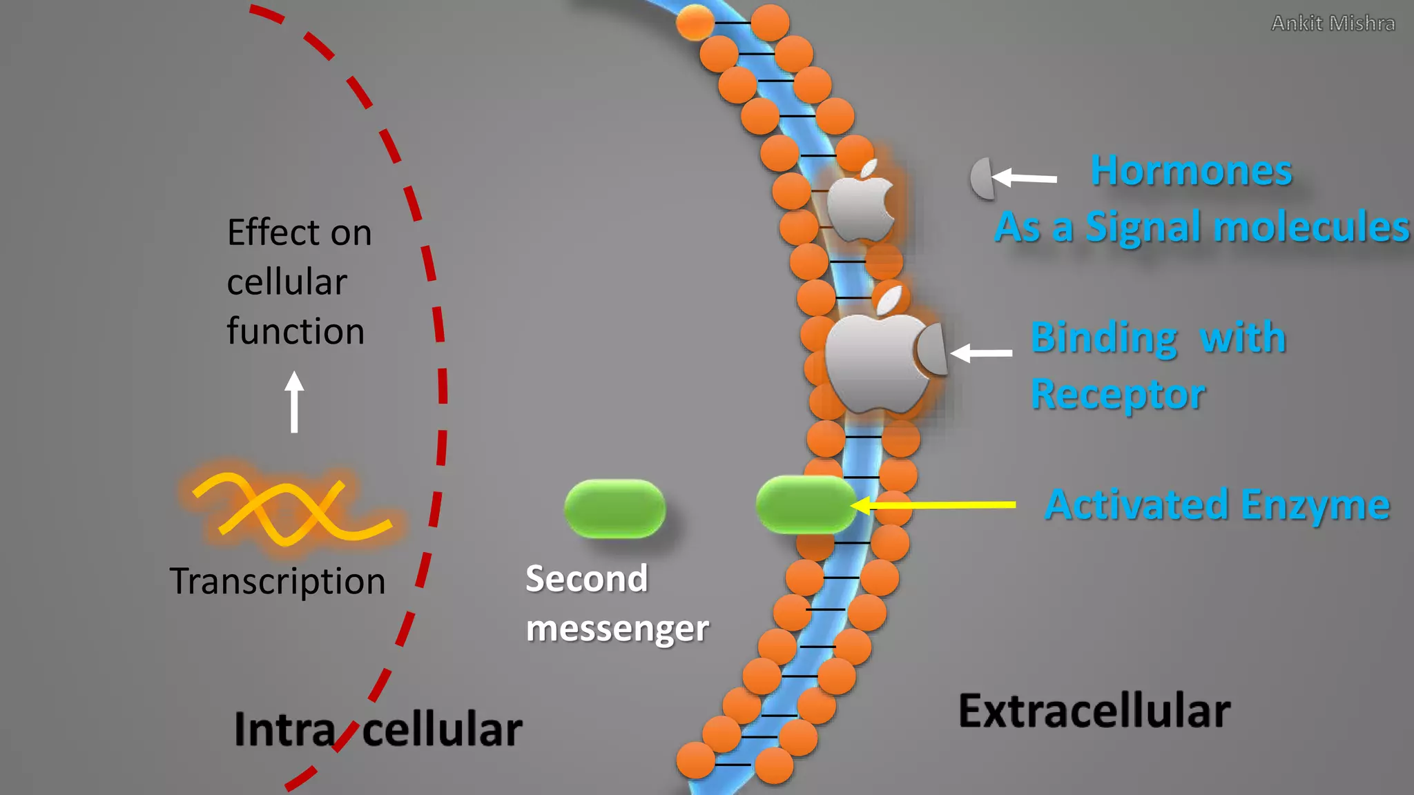 Cell signaling Part-1 | PPTX