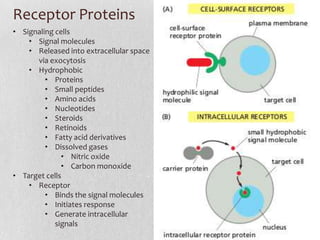 Cell signaling | PPT
