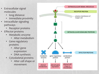 Cell signaling | PPT
