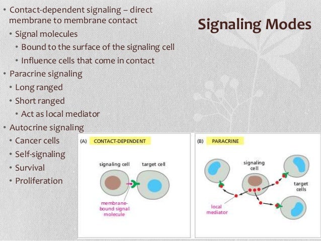 Cell signaling