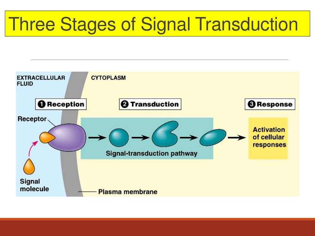 Cell signaling