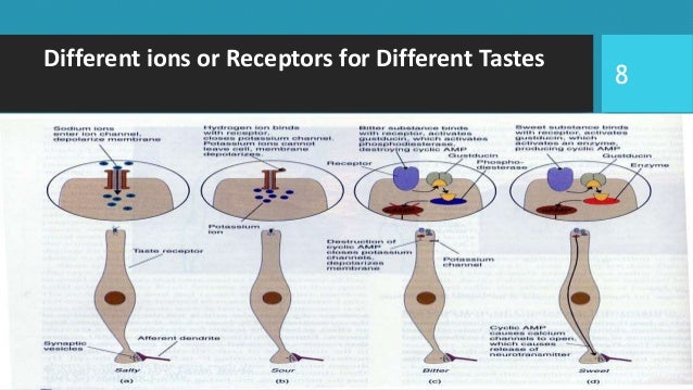 Taste Receptor