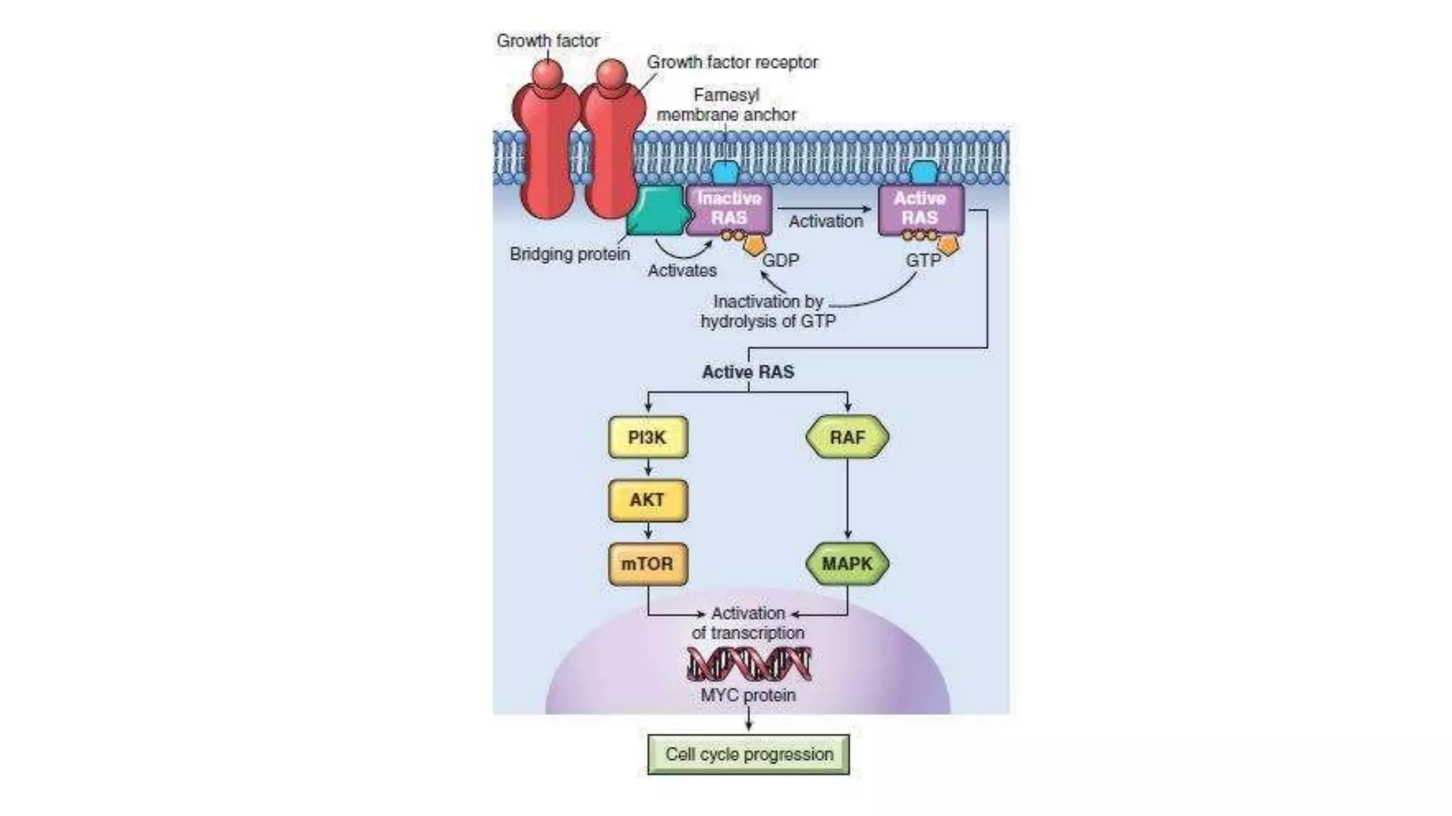Cell signaling mechanism | PPTX