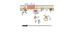 Cell signaling mechanism | PPTX