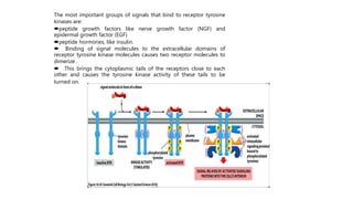 Cell signaling mechanism | PPTX