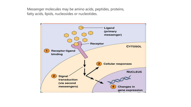 Cell signaling mechanism | PPTX