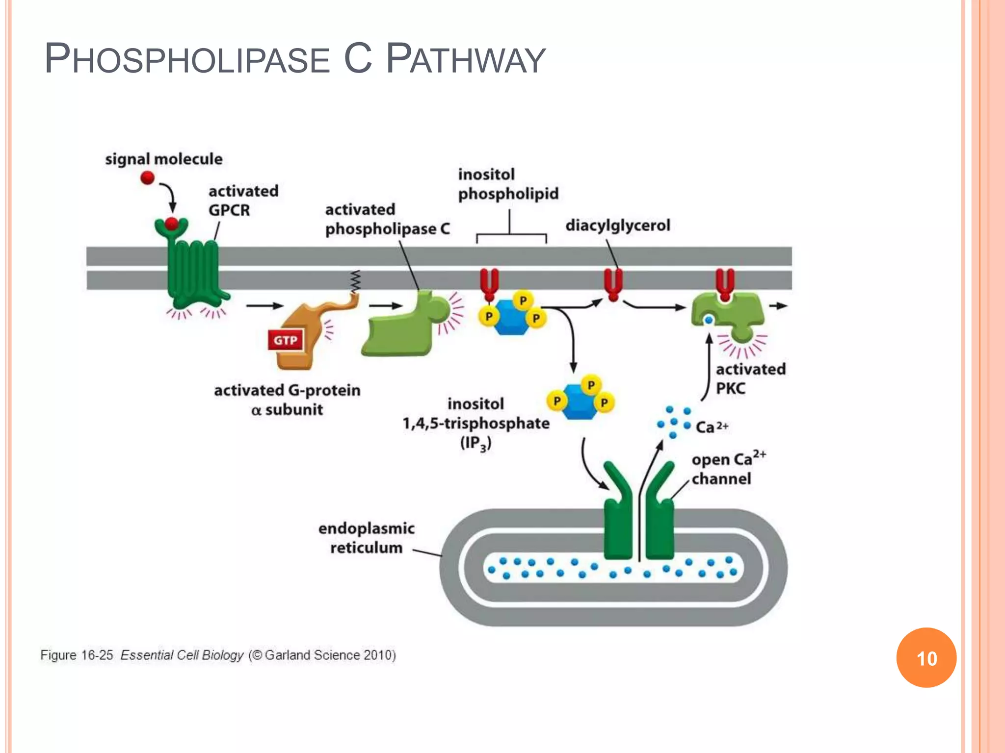 Cell signaling | PPTX