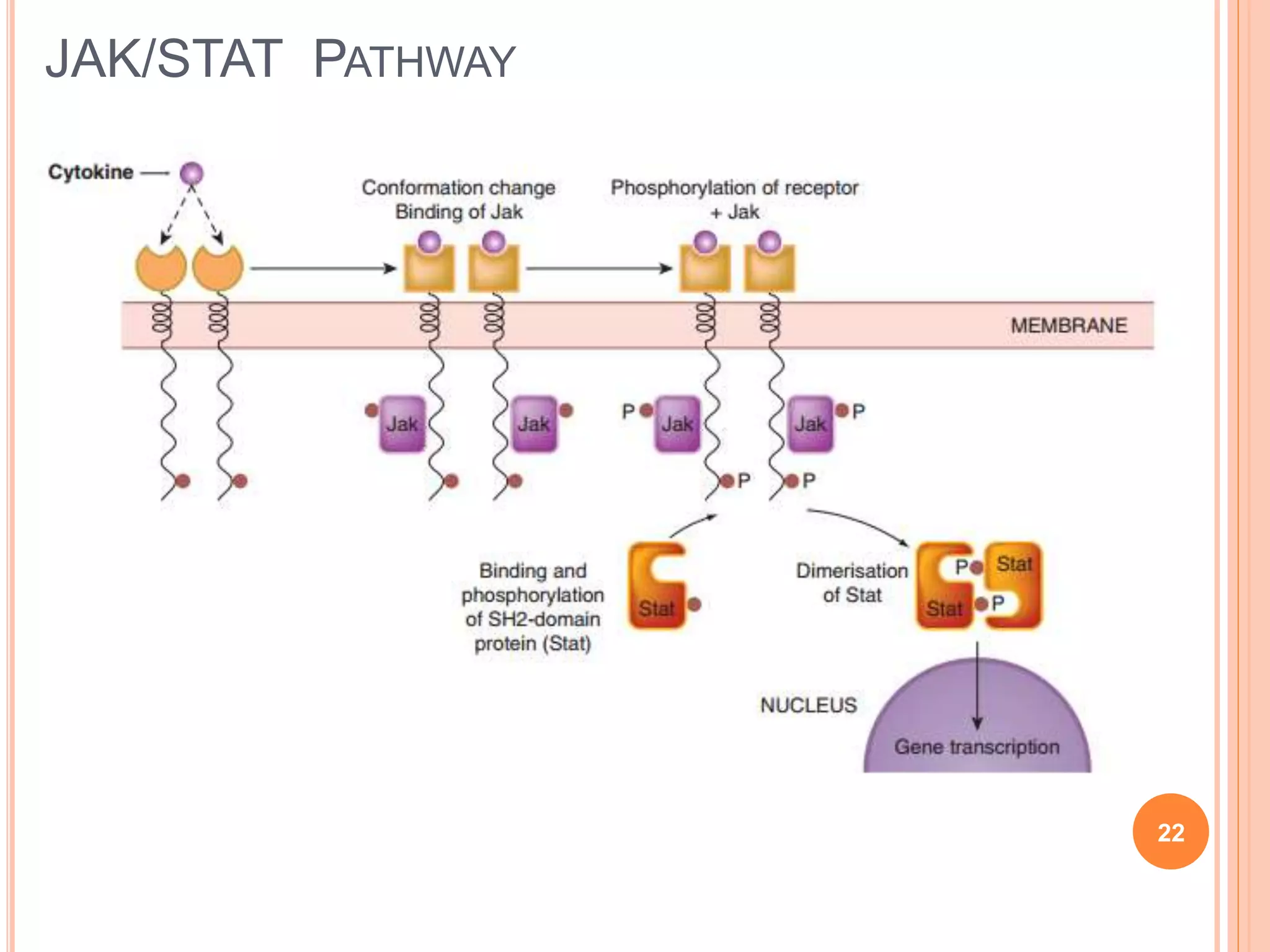 Cell signaling | PPTX