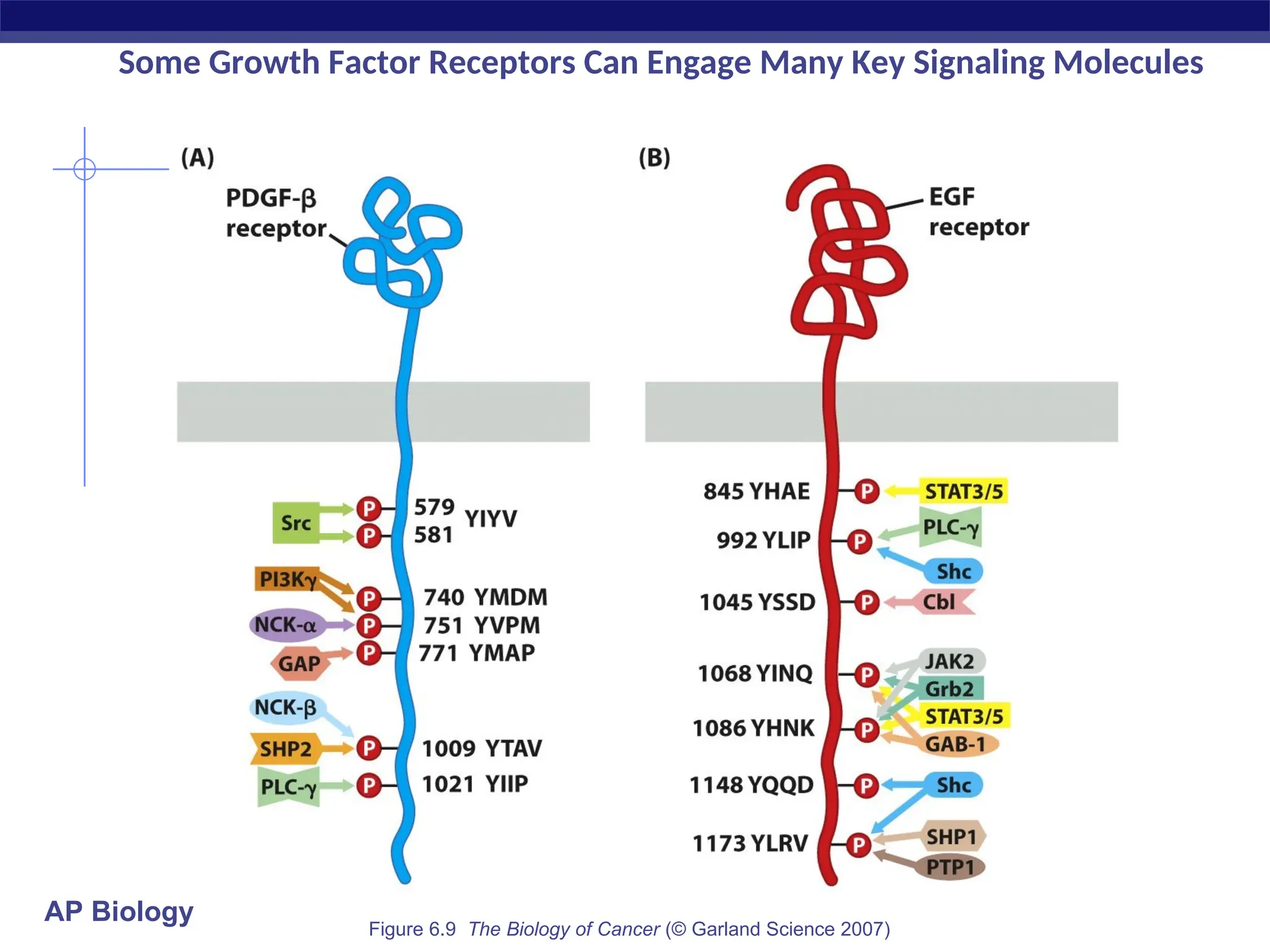 cell signaling protocols and define its application | PPT