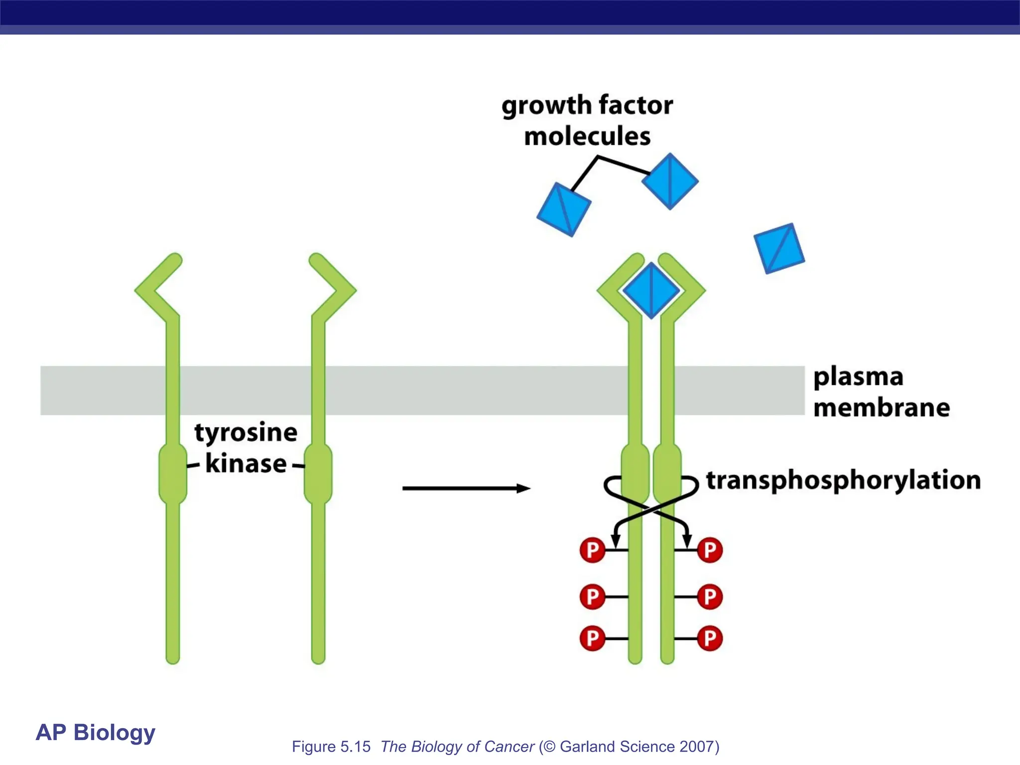 cell signaling protocols and define its application | PPT