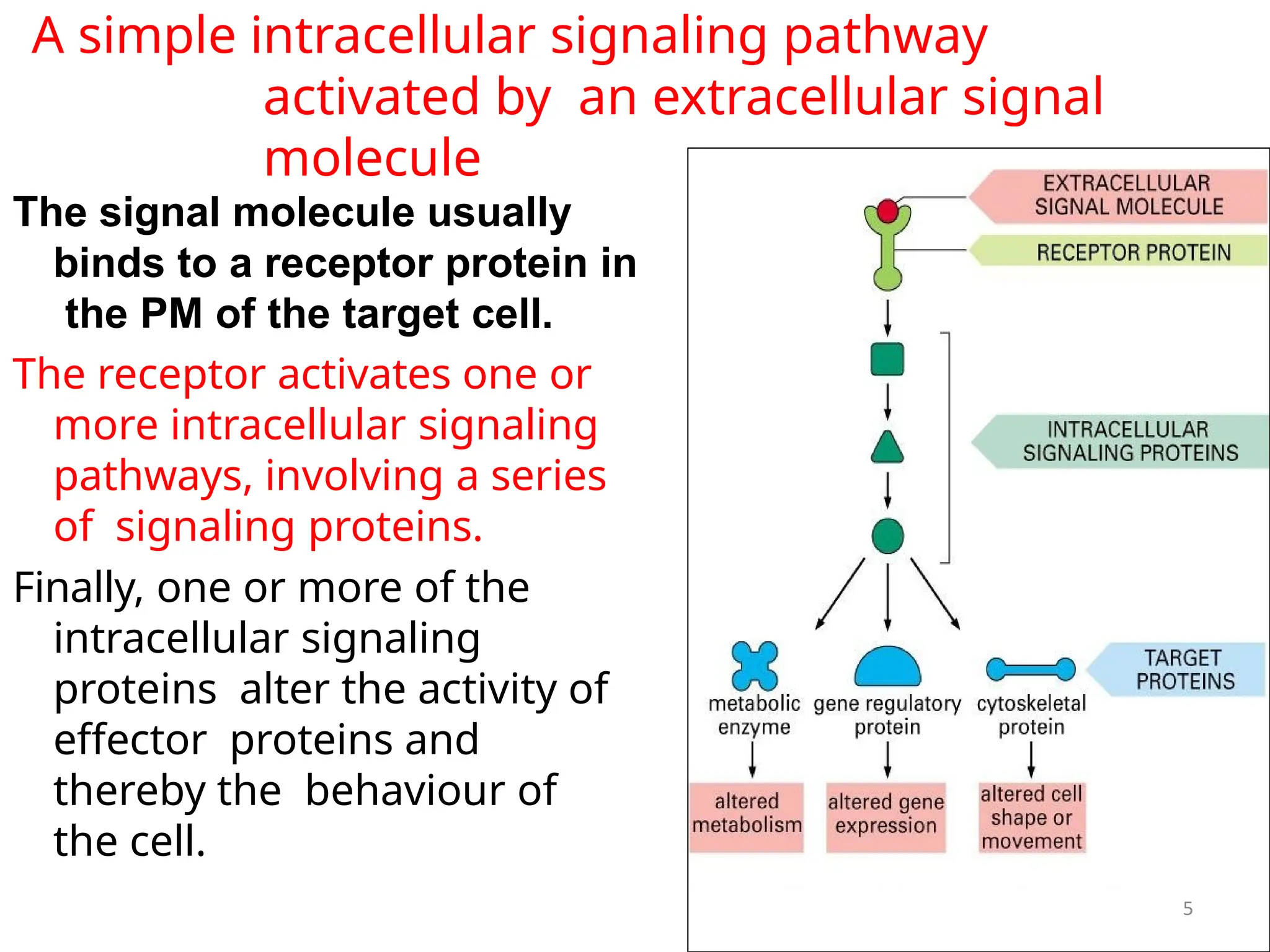 cell signaling.cell signallig ligands, receptors and pathways.pptx
