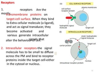 cell signaling.cell signallig ligands, receptors and pathways.pptx