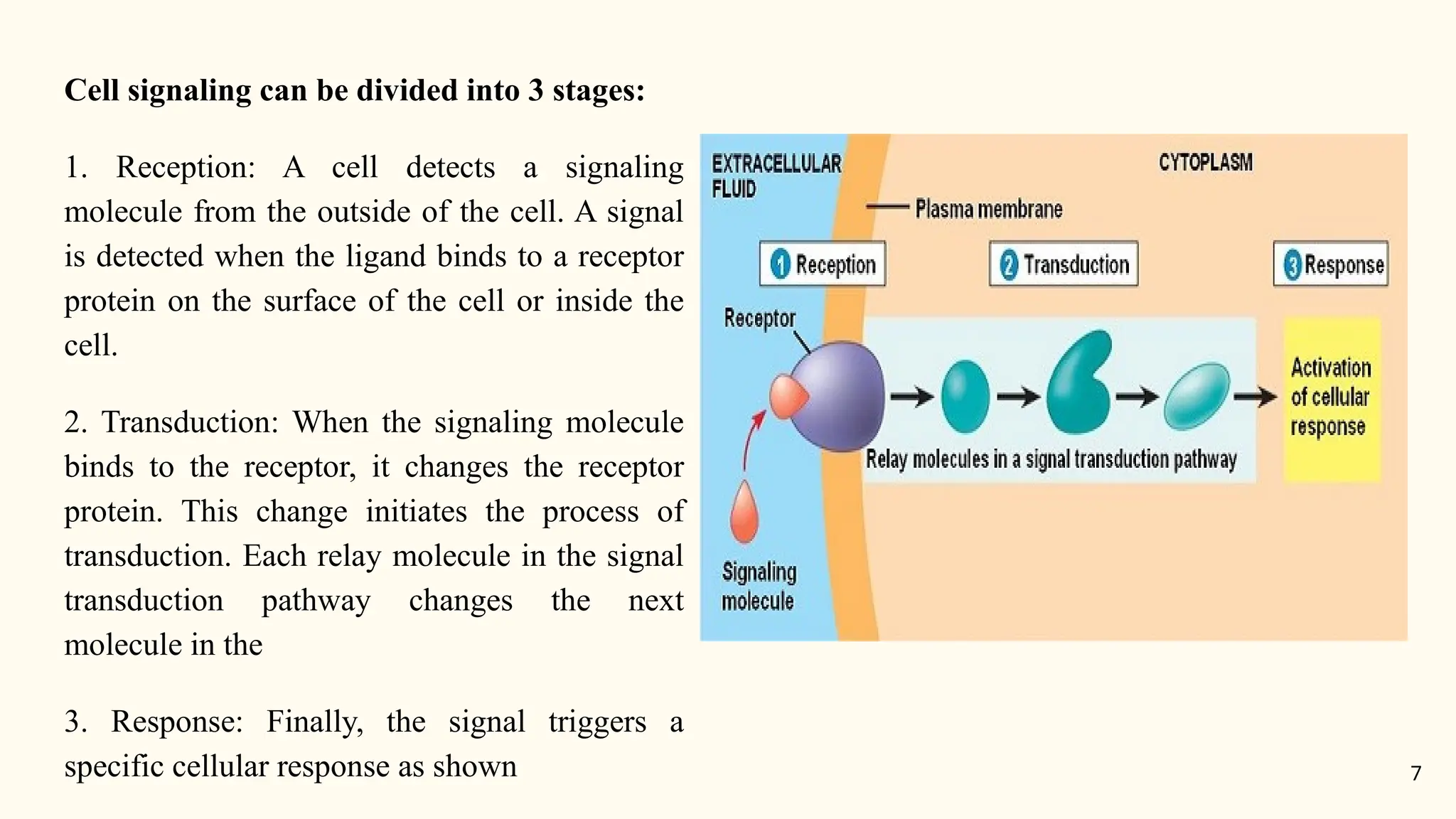 Cell signaling (cellular and molecular biology) | PPTX