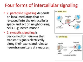 Comprehensive Overview of Cell Signaling Molecules and Receptors in ...