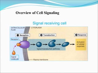 Cell Signaling- Arijit.ppt