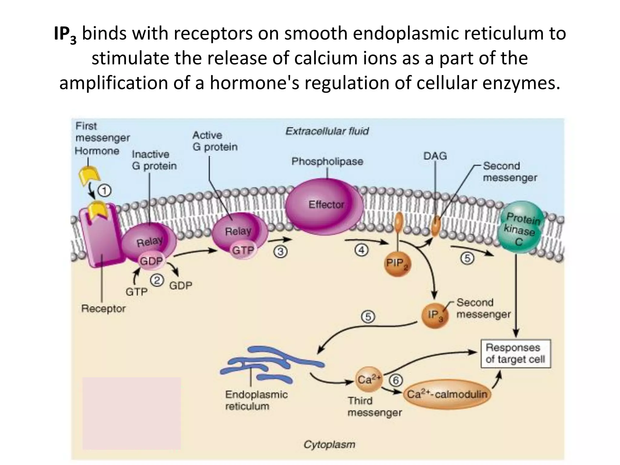 cell signaling-class (1).pdf