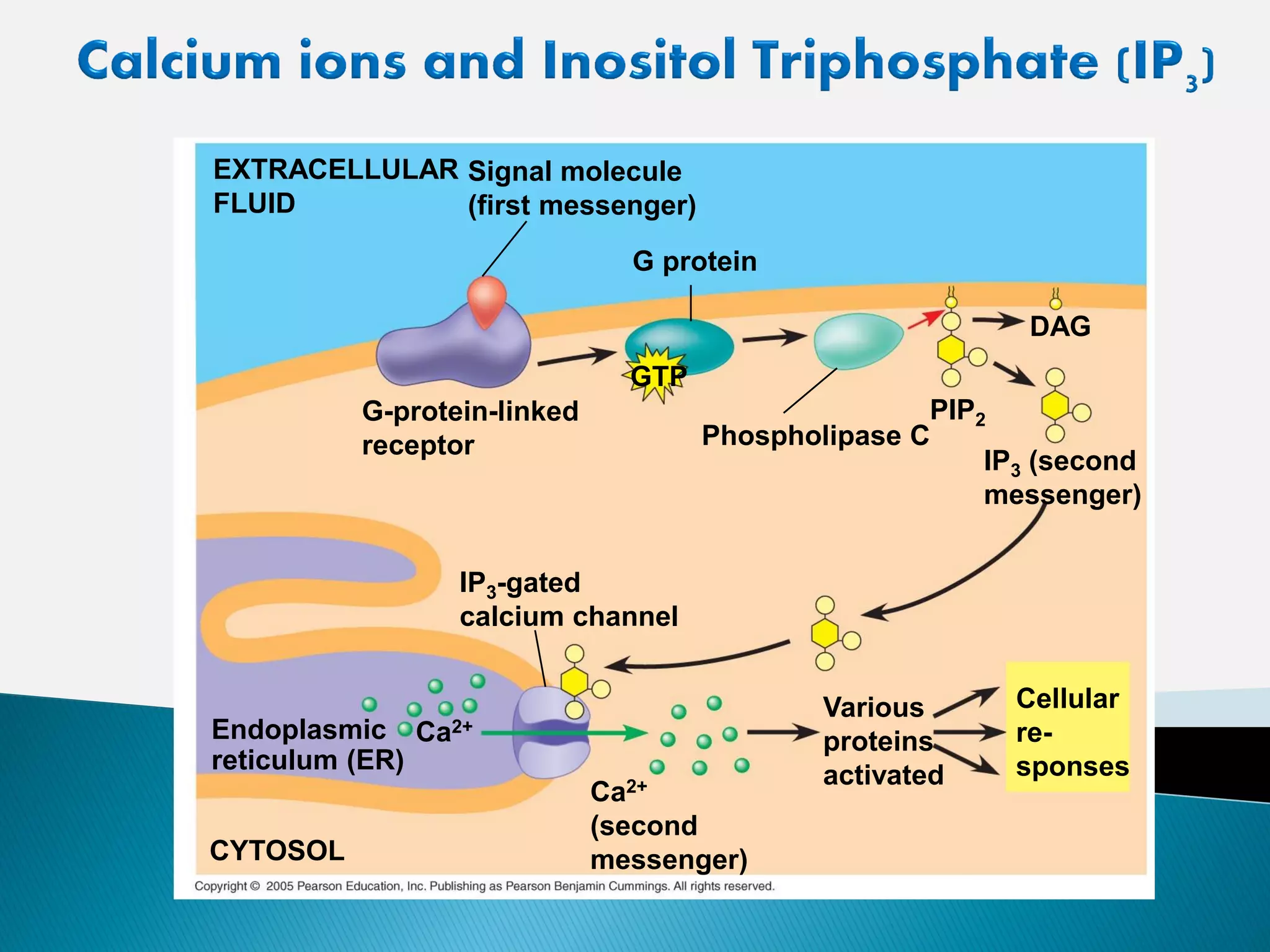 Cell signaling -_introduction[1] | PDF