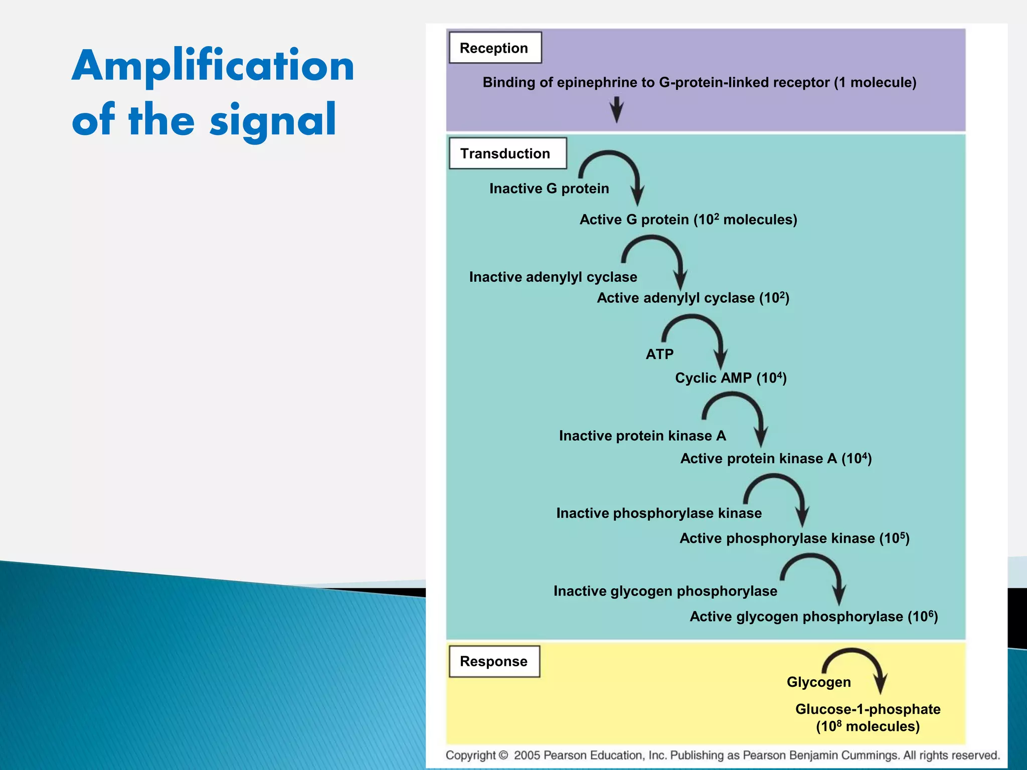 Cell signaling -_introduction[1] | PDF