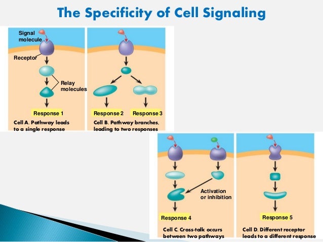 Cell signaling -_introduction[1]