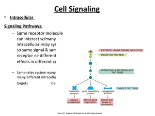 Cell signaLling | PPT
