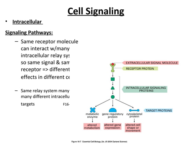 Cell signaLling | PPT