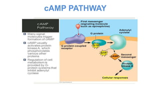 Cell signaling | PPTX