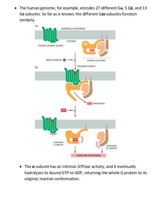Cell signaling- G protein