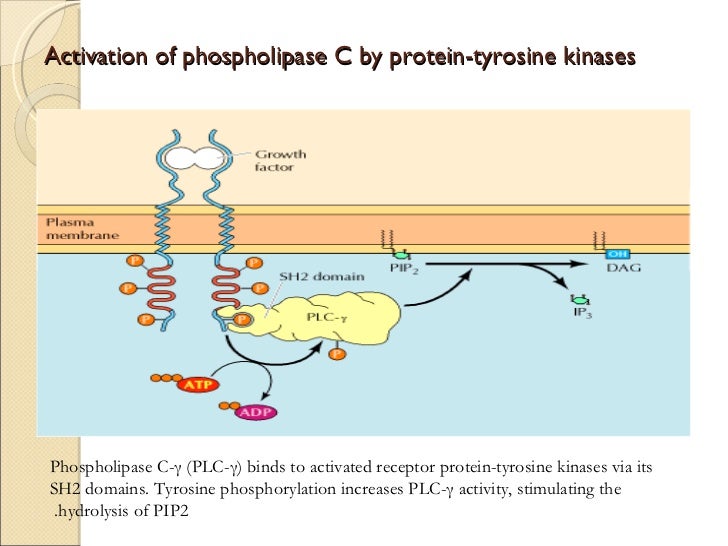 Cell signaling3