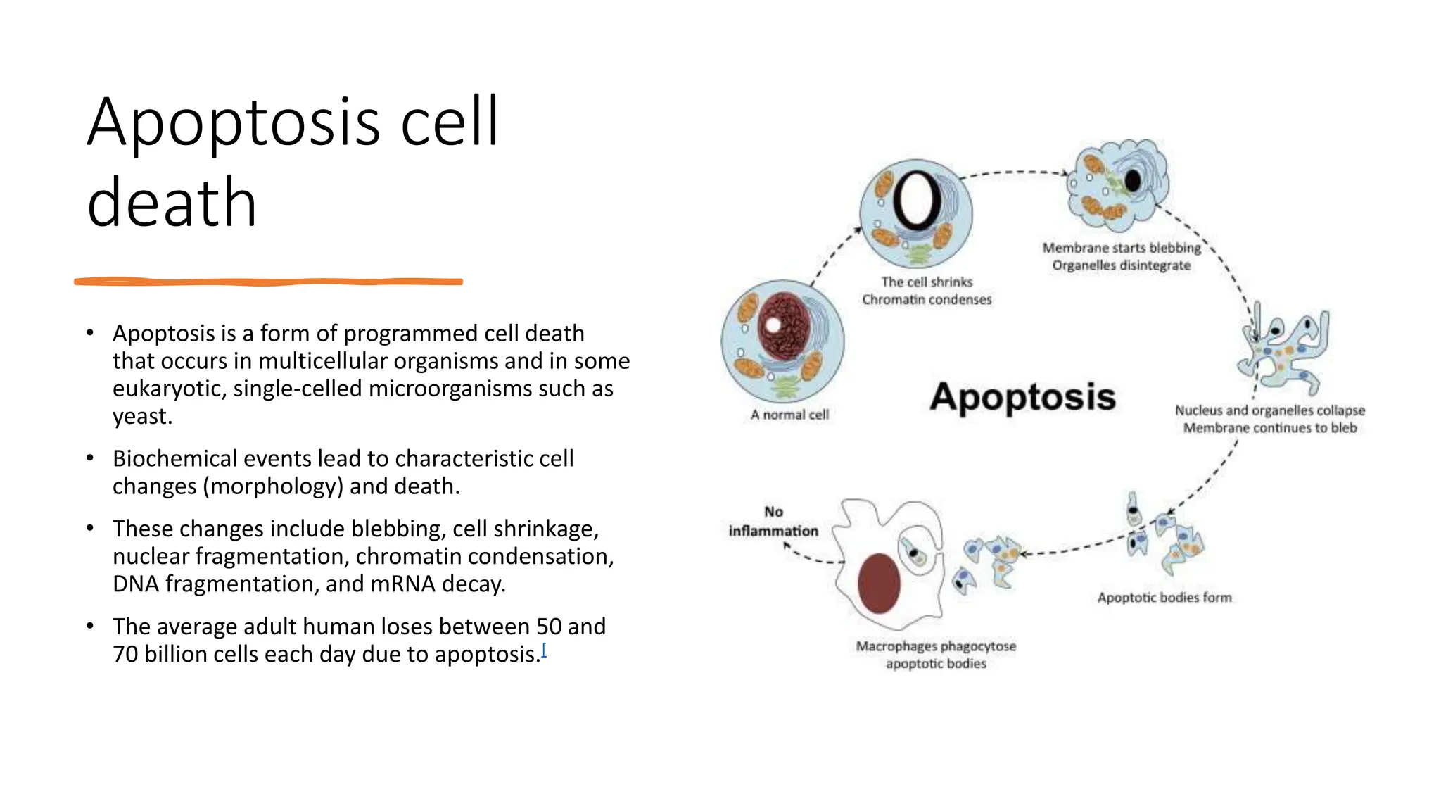 Cell Signaling And Cell Death | PPT
