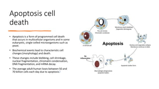 Cell Signaling And Cell Death | PPT