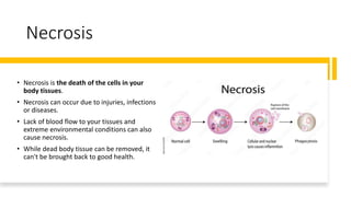 Cell Signaling And Cell Death | PPT