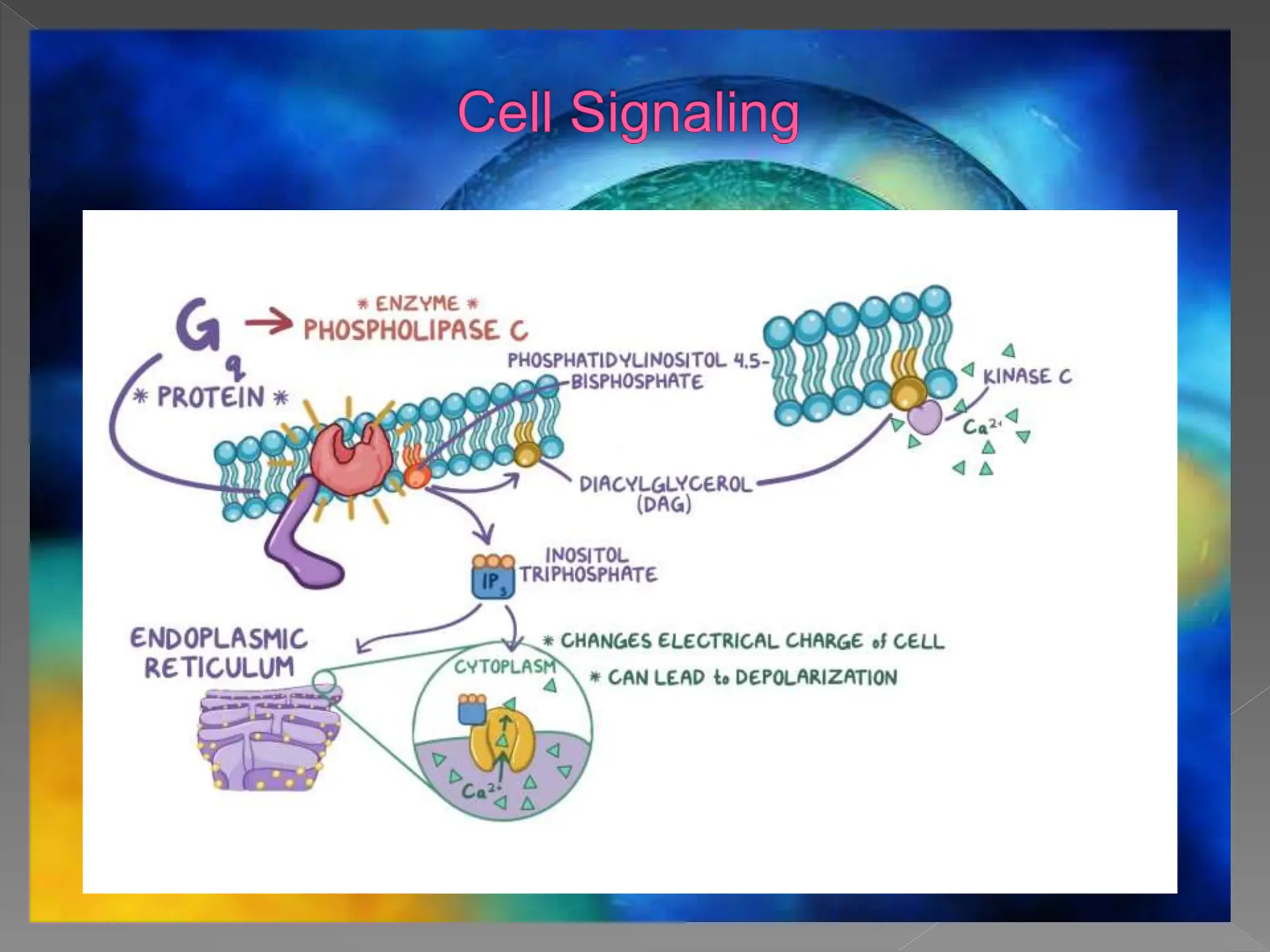 CELL SIGNALING, CELL CYCLE AND CELL DEATH.pptx