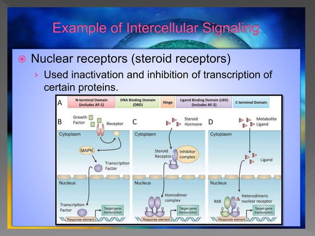 CELL SIGNALING, CELL CYCLE AND CELL DEATH.pptx