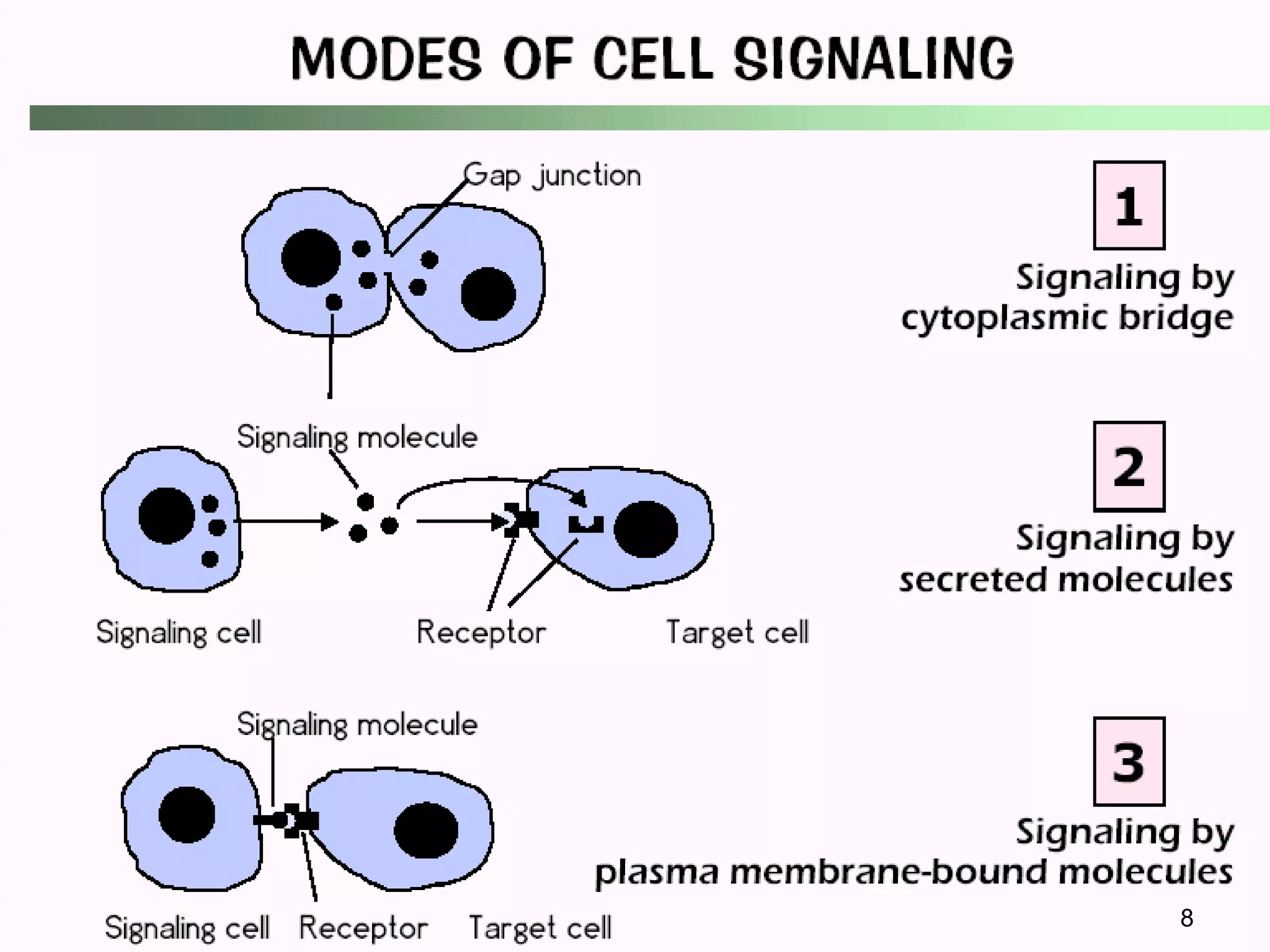 Cell signaling | PDF