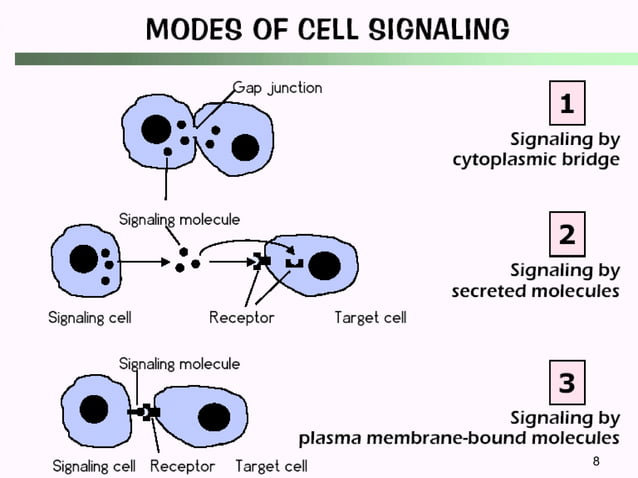 Cell signaling | PPT