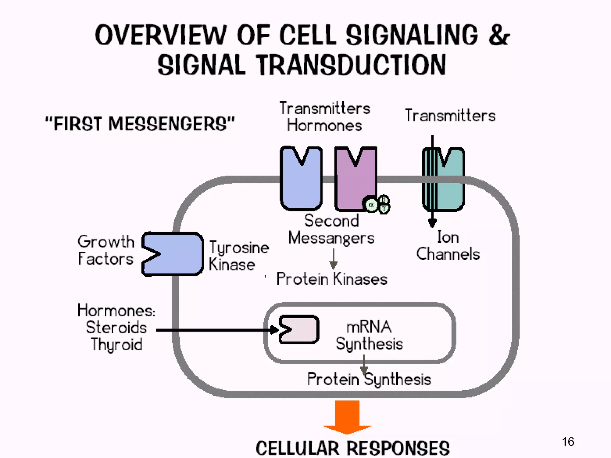 Cell signaling | PPT