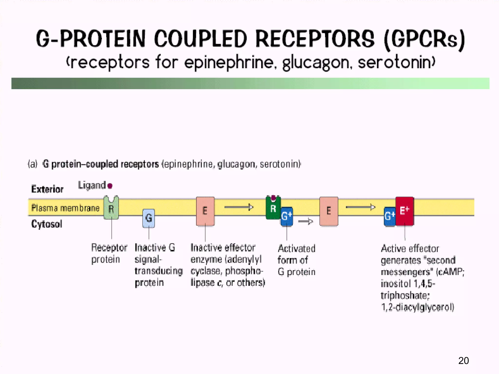 Cell signaling | PPT | Biological Sciences | Science