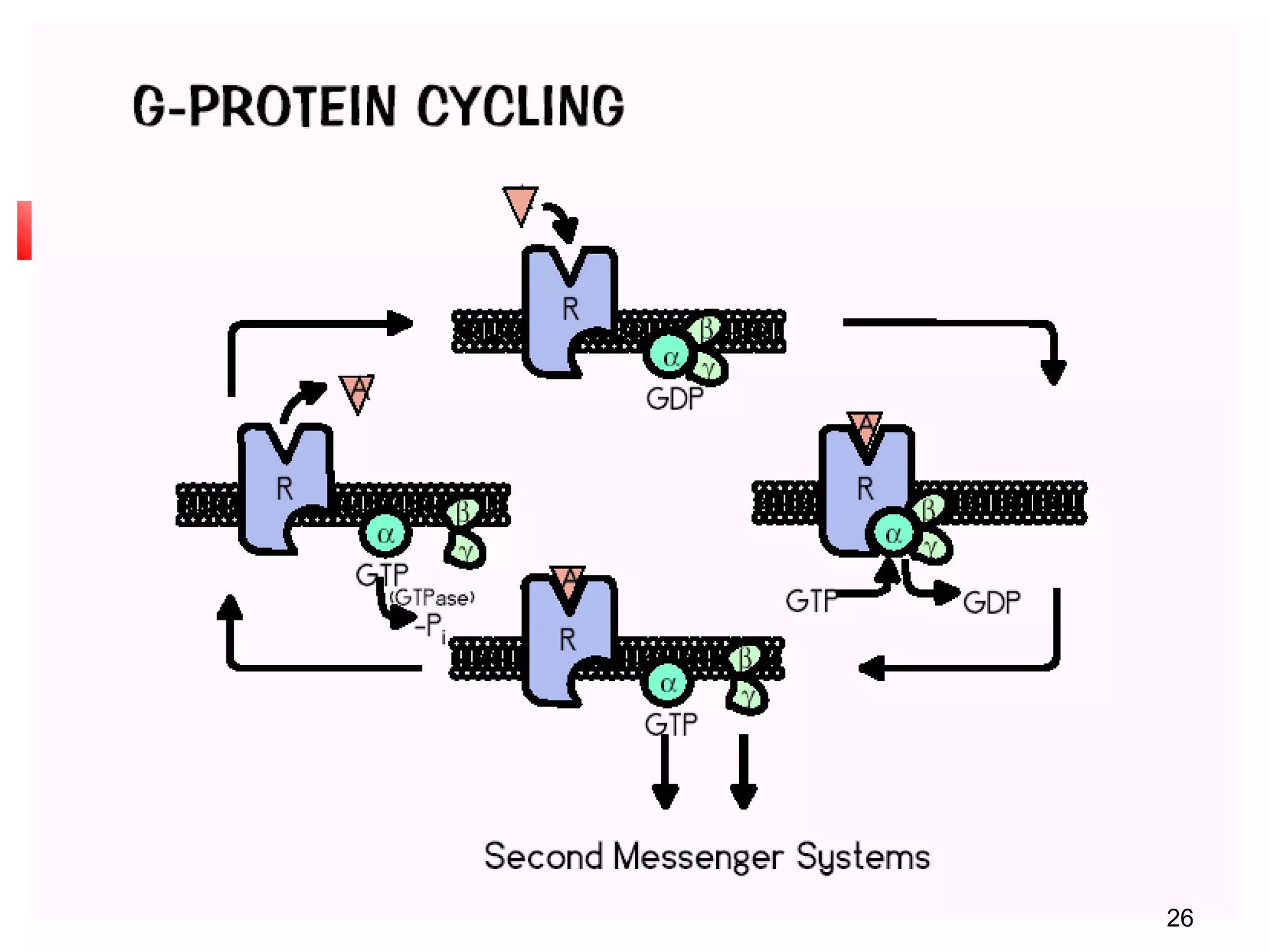 Cell signaling | PPT | Biological Sciences | Science