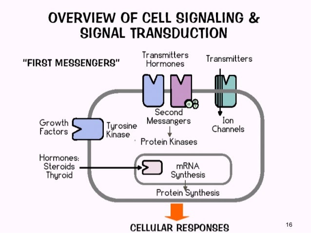 Cell Signaling