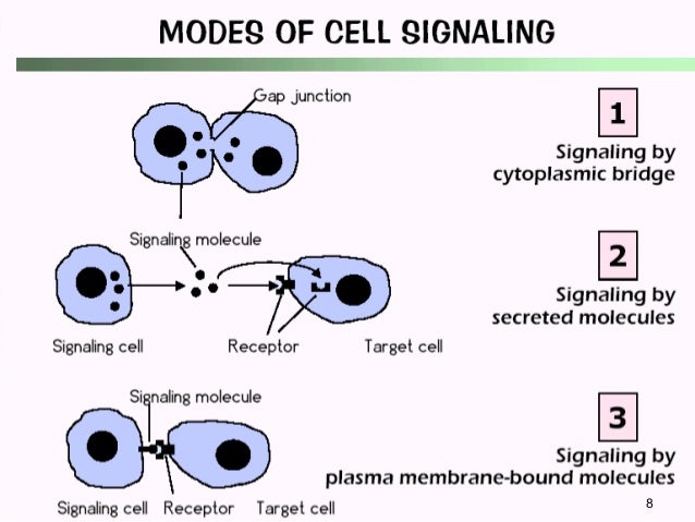 Cell signaling