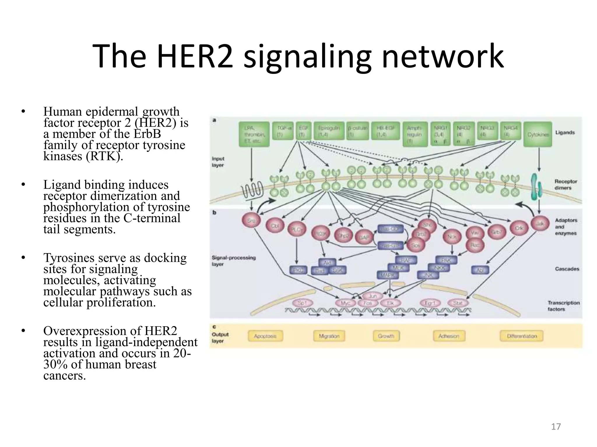 Cell signaling her2 expression in breast cancer | PPTX
