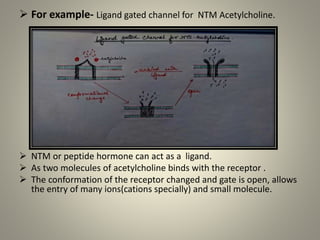 Cell signaling ion and enzyme linked ritima | PPT